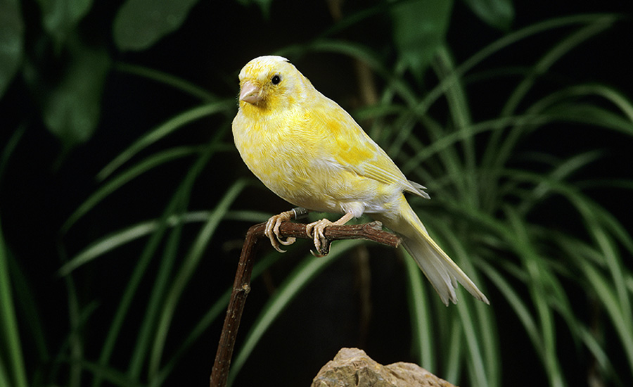 Canary in a Coalmine? | Traders' Insight