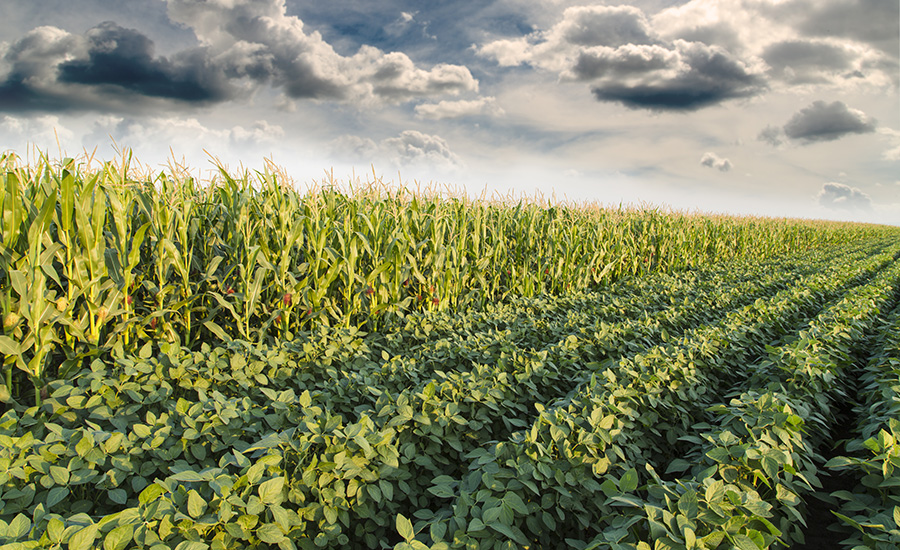 An Introduction to Soy-complex & Corn Trading – An Agri Trader’s ...